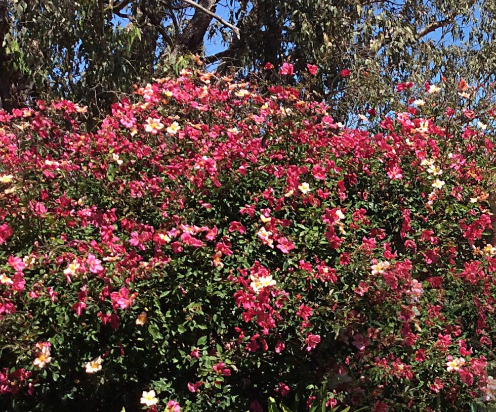 Roses in southeast Queensland | The Perennial Poppies Group Inc