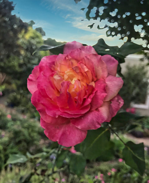 Roses in southeast Queensland | The Perennial Poppies Group Inc