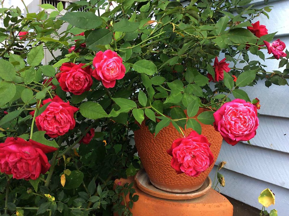 Roses in southeast Queensland | The Perennial Poppies Group Inc