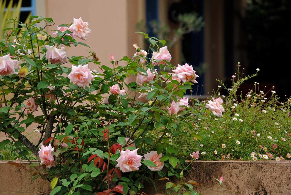 Roses in southeast Queensland | The Perennial Poppies Group Inc