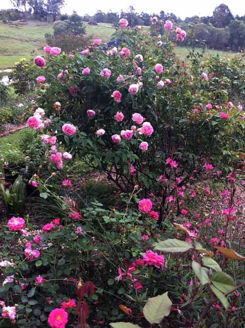 Roses in southeast Queensland | The Perennial Poppies Group Inc