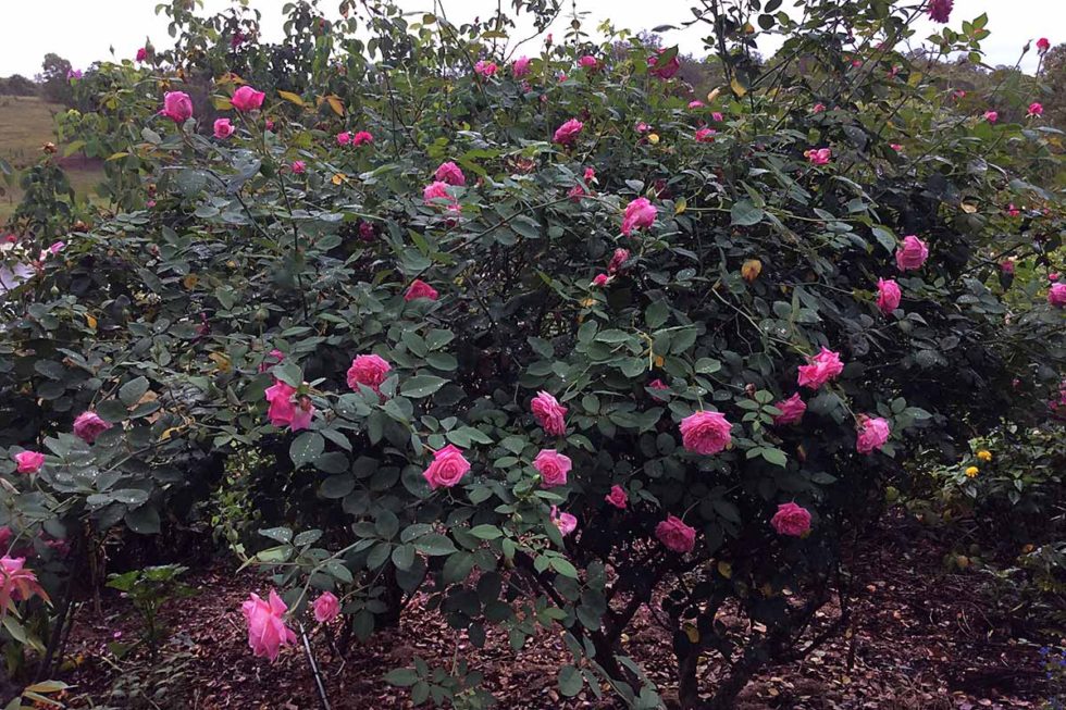 Roses in southeast Queensland | The Perennial Poppies Group Inc