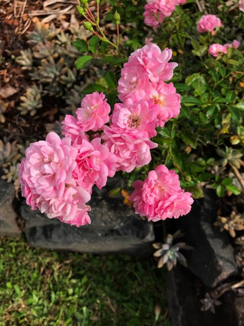 Roses in southeast Queensland | The Perennial Poppies Group Inc